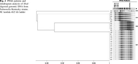 Pfge Patterns And Dendrogram Analysis Of Xbaidigested Genomic Dna From
