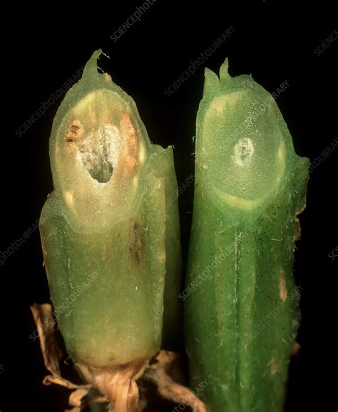 Verticillium Wilt Stock Image C006 5279 Science Photo Library