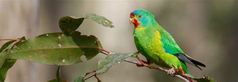 Swift Parrot Birdlife Australia