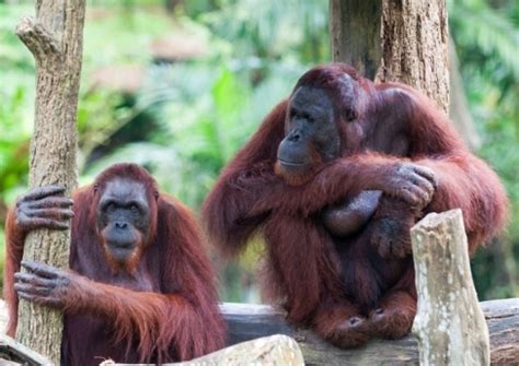 채식주의자도 기피하는 팜유 대체재 개발 박차