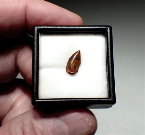 Fossil Raptor Dinosaur Tooth From A Dromaeosaur Dt6 341 Time Vault Gallery