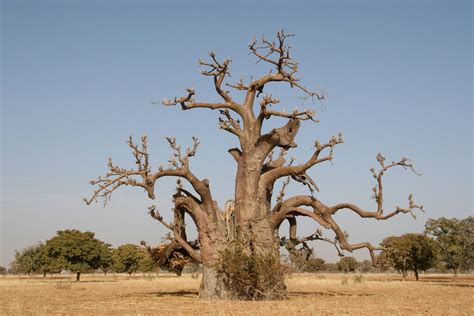 Quando Ir A Sikasso A Melhor época Tempo E Clima 1 Meses A Evitar