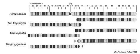 When Did Human Chromosome 2 Fuse John Hawks