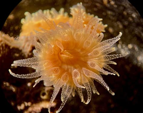 Cnidarians Notes From A California Naturalist
