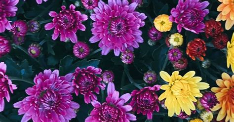 거베라 경치 계절 꽃 국화 꽃 꽃 다양성 꽃꽂이 꽃무늬 꽃밭 꽃이 피는 꽃잎 네이처 노란 꽃잎 다년생 정원 다채로운 팔레트 달리아 달콤한 향기