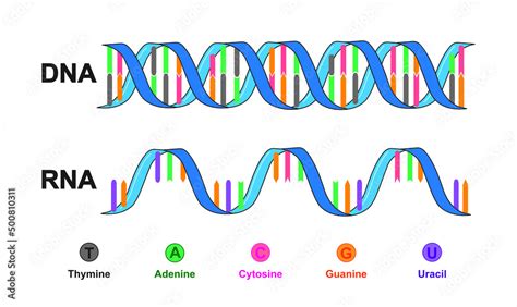 Dna Vs Rna