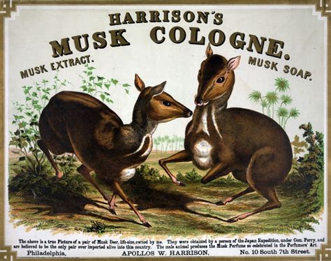 A Saber Toothed Deer Factual Animals