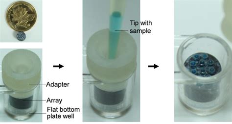 Visual Detection Of Multiple Nucleic Acids In A Capillary Array