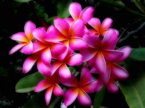 Hawaiian Flower Wallpapers Wallpaper Cave