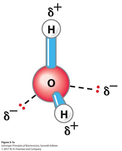 BIOCHEM Lecture 2 Water Acid Base Flashcards Quizlet