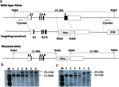 Targeting Vector Construction Strategies A The Top Graph Shows The Download Scientific