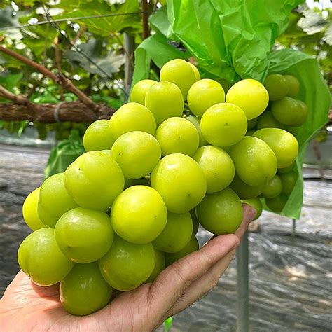 정품 고당도 샤인머스켓 2kg 4 5송이 믿고 사는 즐거움 Ssg Com