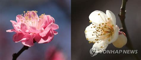 어여쁜 매화 개화 연합뉴스