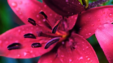 Download Pink Lilly Flora Plant Royalty Free Stock Illustration Image Pixabay