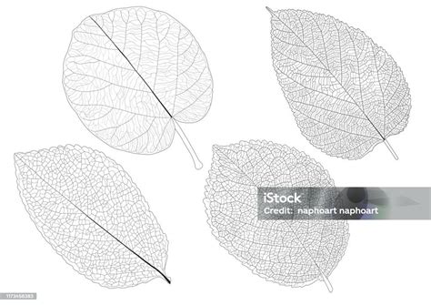 잎 선 단일 잎과 잎 패턴 검은 색 흰색 배경 그림 페인트에 장식 하는 색상 가져오기 인간의 골격에 대한 스톡 벡터 아트 및 기타 이미지 인간의 골격 잎 나무