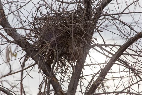 Nest In A Tree With Bare Branches Stock Photo Image Of Crow Home 106830956