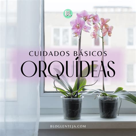 Cuidados Básicos Orquídeas Bloglenteja