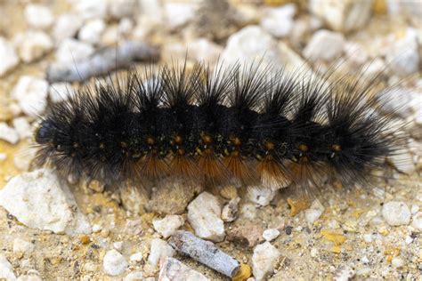What Is That Fuzzy Black Caterpillar Texas Aandm Stories