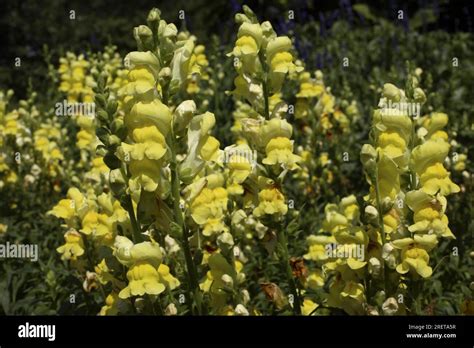 Sonnet Yellow Common Snapdragon Antirrhinum Majus Garden Snapdragon Common Snapdragon