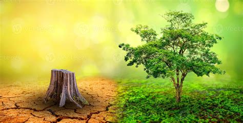 Tree In Two With Very Different Environments Earth Day Or World Environment Day Global Warming