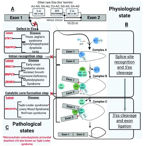 The Minor Intron Splicing Pathway A U12 Type Intron Sequence