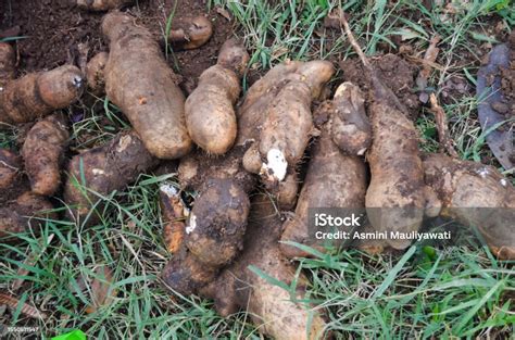 Gembili Adalah Umbi Yang Dapat Dimakan Biasanya Direbus Dan Memiliki Tekstur Kenyal Foto Stok