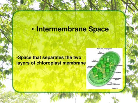 Photosynthesis Ppt Download