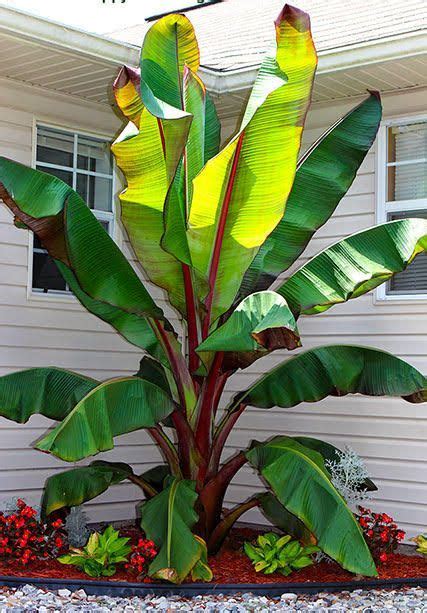 The Red Banana Tree Banana Red Tree Tropical Backyard Tropical
