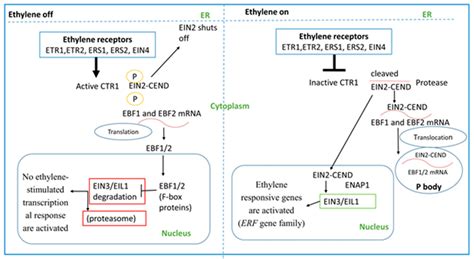 Ethylene Plant Hormone At Donald Hammond Blog