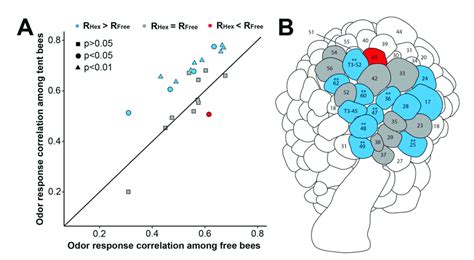 Increased Correlation Among The Glomerular Response Profiles To Odors