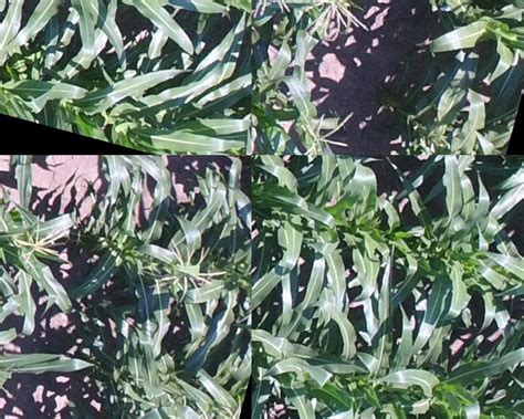 Yolov5tococo Object Detection Dataset By Maize Tassel Detection