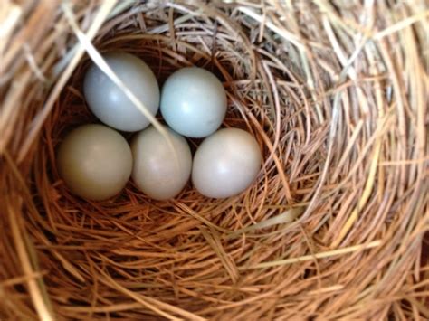 Tiny Nest Box Camera Big Schoolyard Excitement Golden Gate Bird Alliance