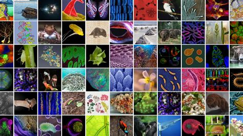 Plos On Linkedin Plos Biology 20th Anniversary Plos Collections