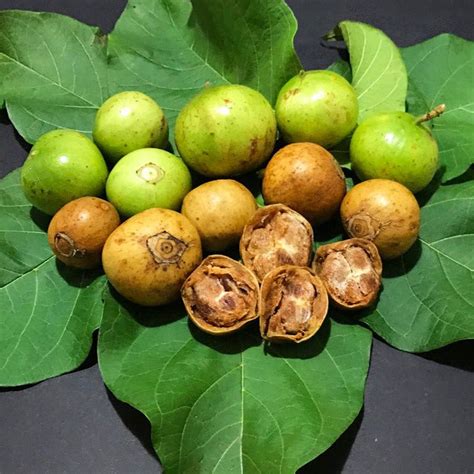 Spanish Tamarind Fruit Plant Vangueria Madagascariensis