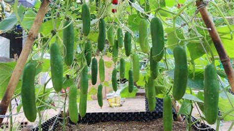 14 Easy Diy Cucumber Trellis Tutorials Beautiful Dawn Designs
