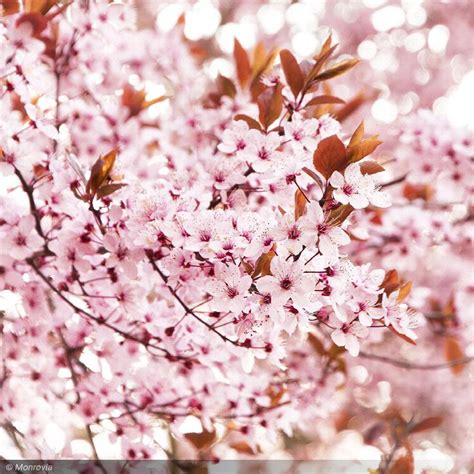 Plum Thundercloud Rogers Spring Hill Plant Database Rogers Spring Hill Plant Database