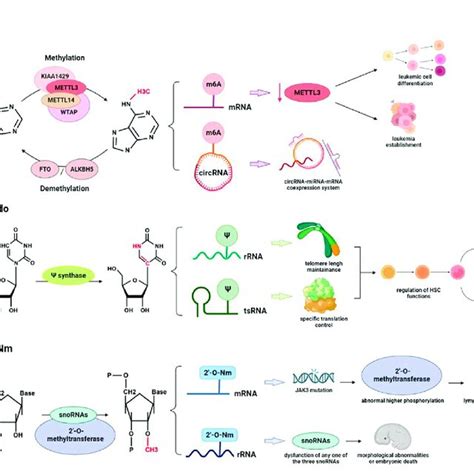 Rna Modifications Are Involved In The Regulation Of Hematopoiesis And Download Scientific