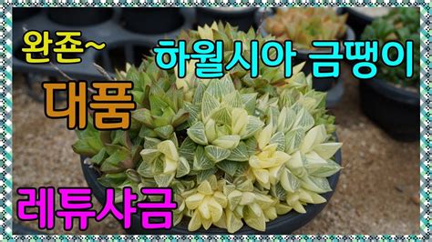 다육이 종류 다육식물 하월시아 키우기 레튜샤금 경화금 Youtube