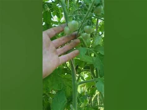 Томат 1000 и 2 помидорки от Уральский дачник - YouTube