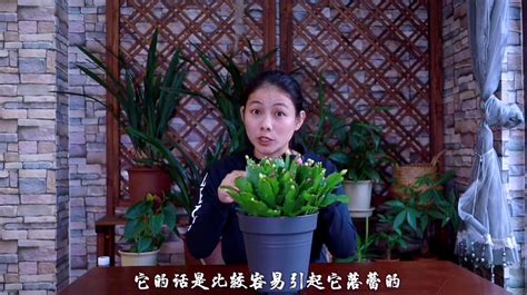 蟹爪兰怎么养