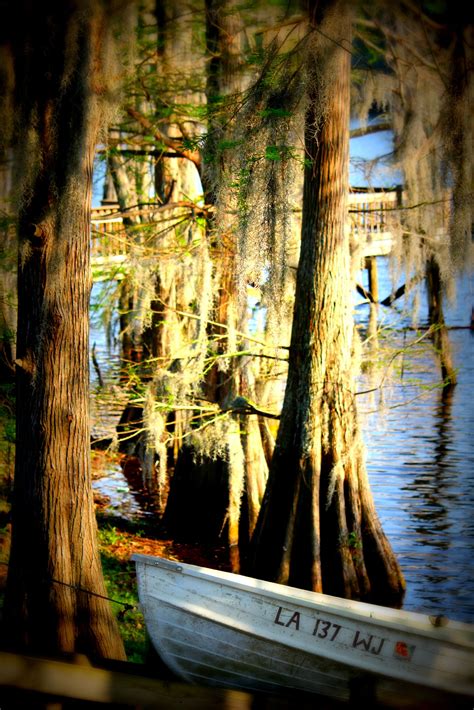 360 Louisiana Bayou Ideas Louisiana Bayou Louisiana Bayou