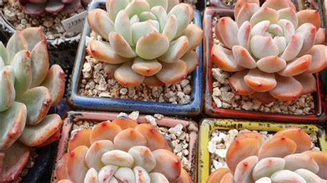 다육이 담요덮고 겨울나기 베란다걸이대에서 영하 4ㅡ5도에서 견딥니다 자꾸만 예뻐지는 다육 보니 포기가 안됩니다 오렌지