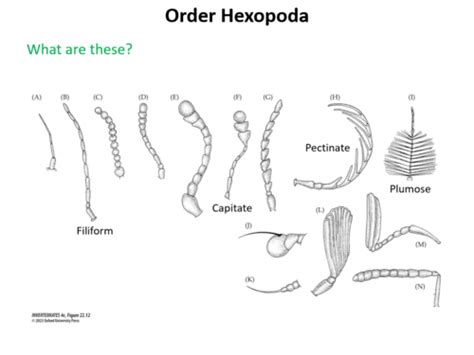 Echinodermata Flashcards Quizlet Echinodermata Flashcards Quizlet
