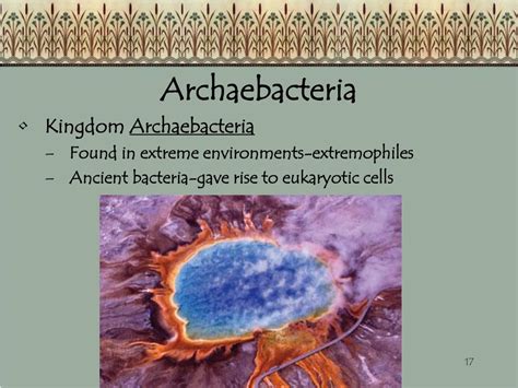 Kingdom Archaebacteria