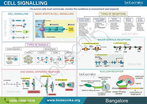 Cell Signalling Basic In Biology Facts Medical Babe Stuff Study Biology