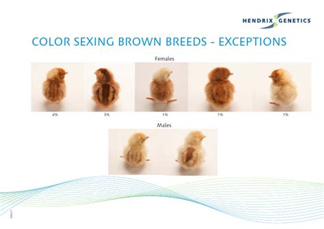 Color Sexing Brown Breeds Exceptions Hendrix Genetics Layers Pdf