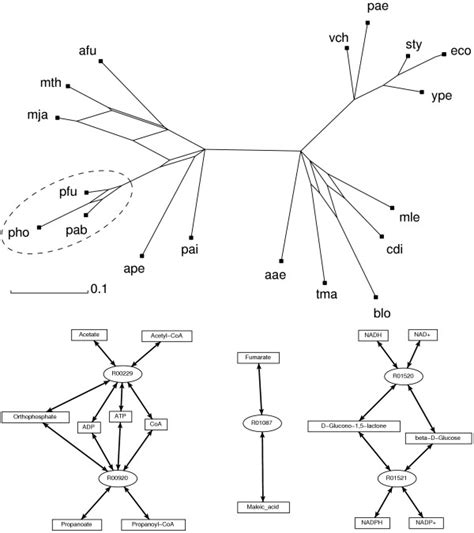 The Pyrococcus Spp Clade Has Been Selected Dashed Oval For