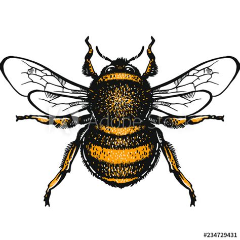 Bumblebee Insect Drawing At Explore Collection Of
