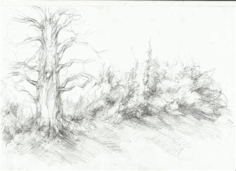 Bare Tree Drawing At PaintingValley Com Explore Collection Of Bare Tree Drawing