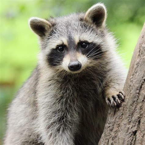 Raccoon - Covenant Wildlife